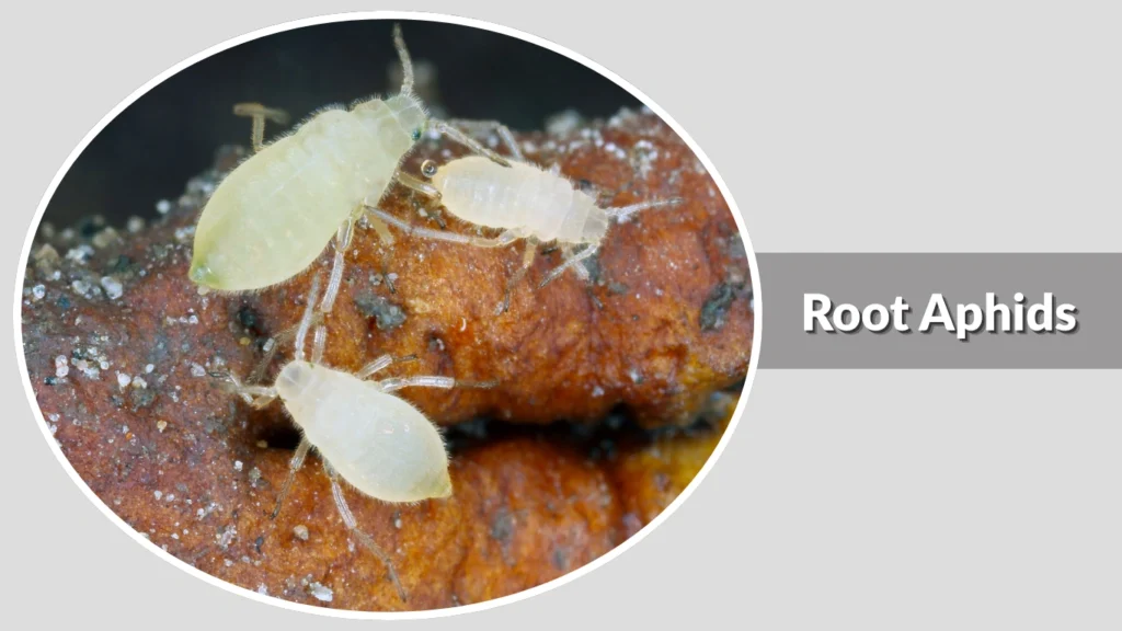 20 Types of Tiny White Household Bugs: Identification & What They ...