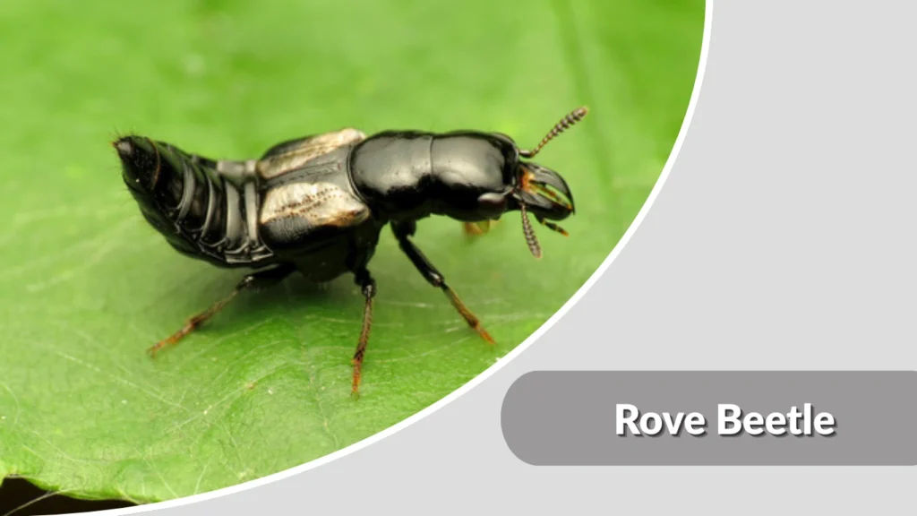30 Types of Beetles: Identification, Features & Color Guide