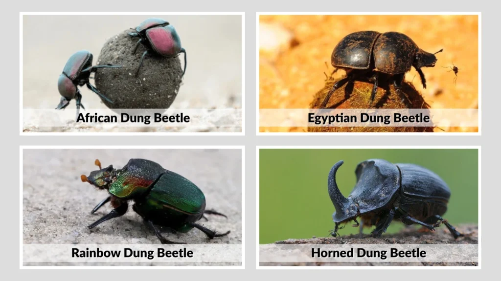 Dung Beetles: Nature’s Tiny Recyclers and the Masters of the Manure World