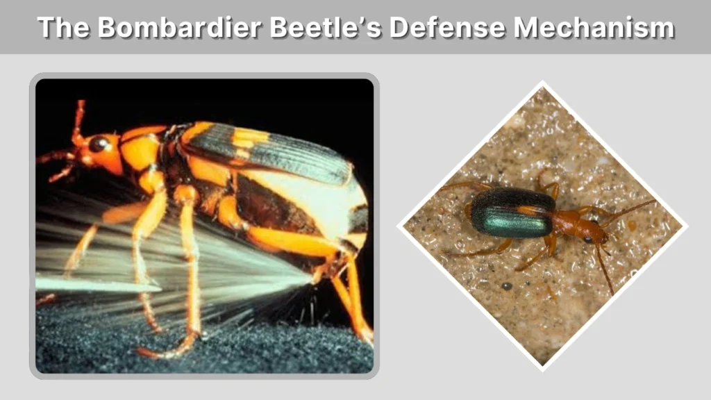 Bombardier Beetle: Identification, Habitat, and Fiery Survival Mechanism