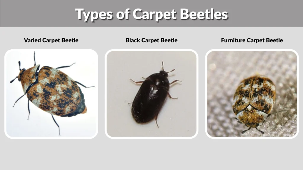 Carpet Beetles: Identification, Damage, and How to Get Rid of Them for Good