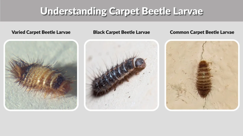 Carpet Beetle Larvae: Identification, Damage, and Control