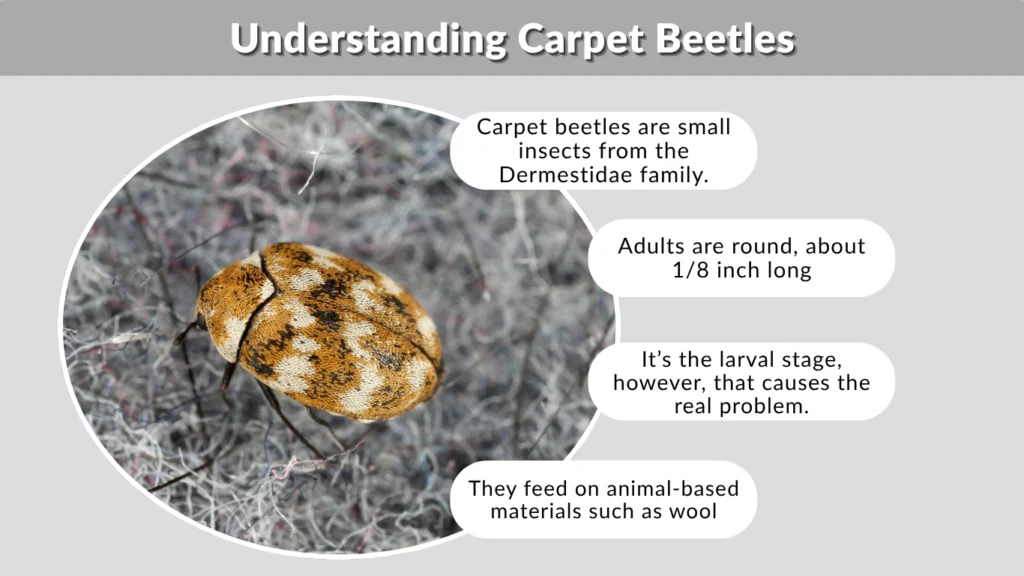 How to Get Rid of Carpet Beetles: Natural, Chemical, and Permanent ...