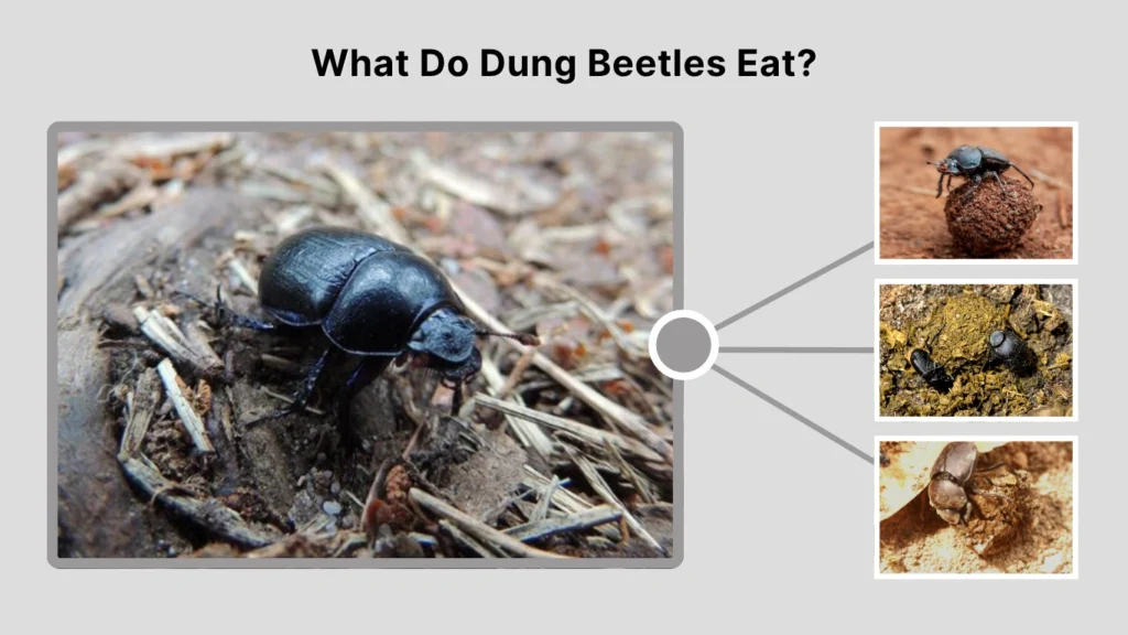 Dung Beetles: Nature’s Tiny Recyclers and the Masters of the Manure World