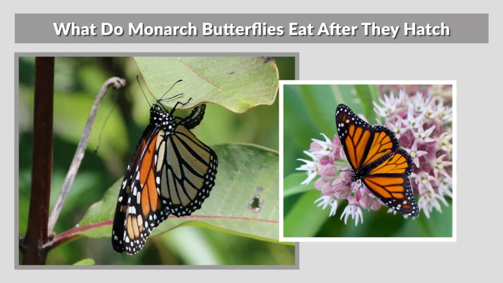 What Do Monarch Butterflies Eat: Plants, Flowers, and Feeding Habits