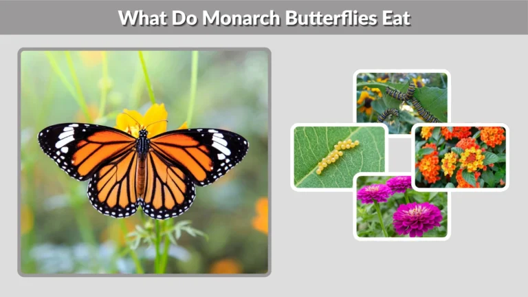 What Do Monarch Butterflies Eat: Plants, Flowers, and Feeding Habits