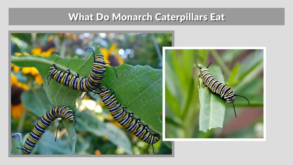What Do Monarch Butterflies Eat: Plants, Flowers, and Feeding Habits