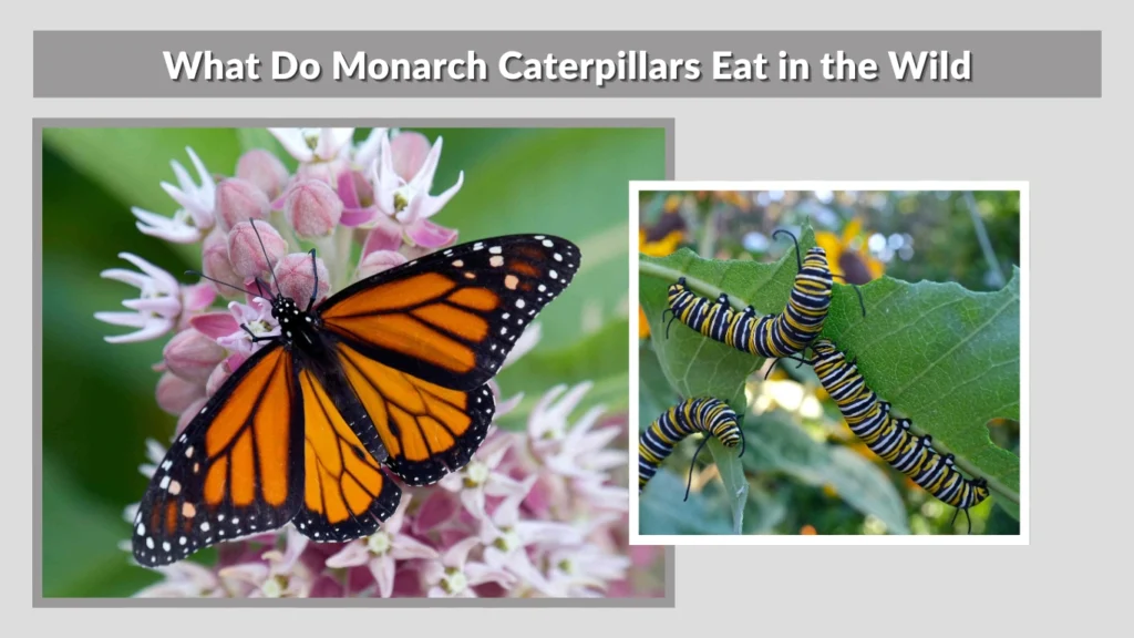 What Do Monarch Butterflies Eat: Plants, Flowers, and Feeding Habits