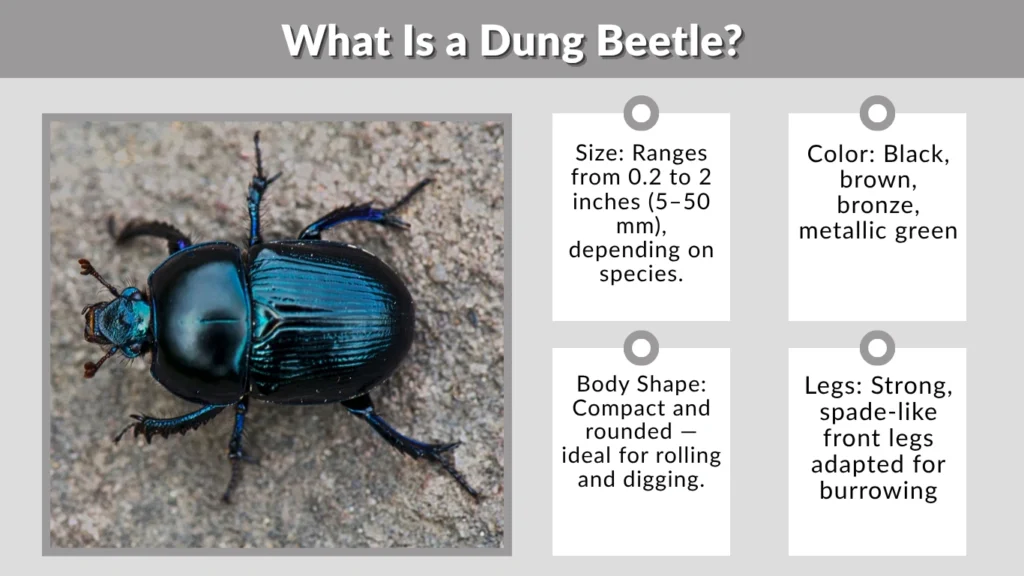 Dung Beetles: Nature’s Tiny Recyclers and the Masters of the Manure World