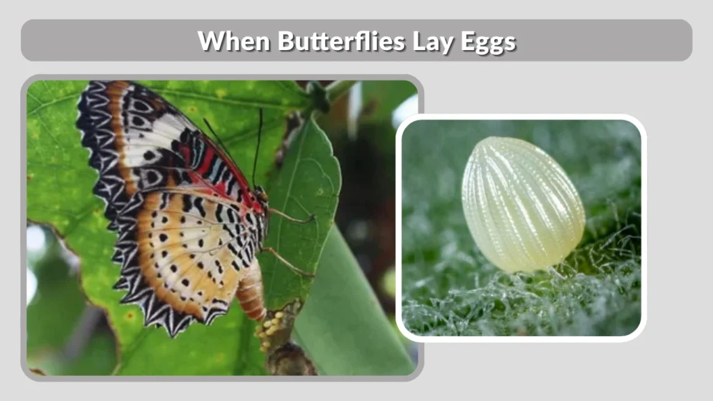 Butterfly Eggs: How Butterflies Lay Eggs, What They Look Like
