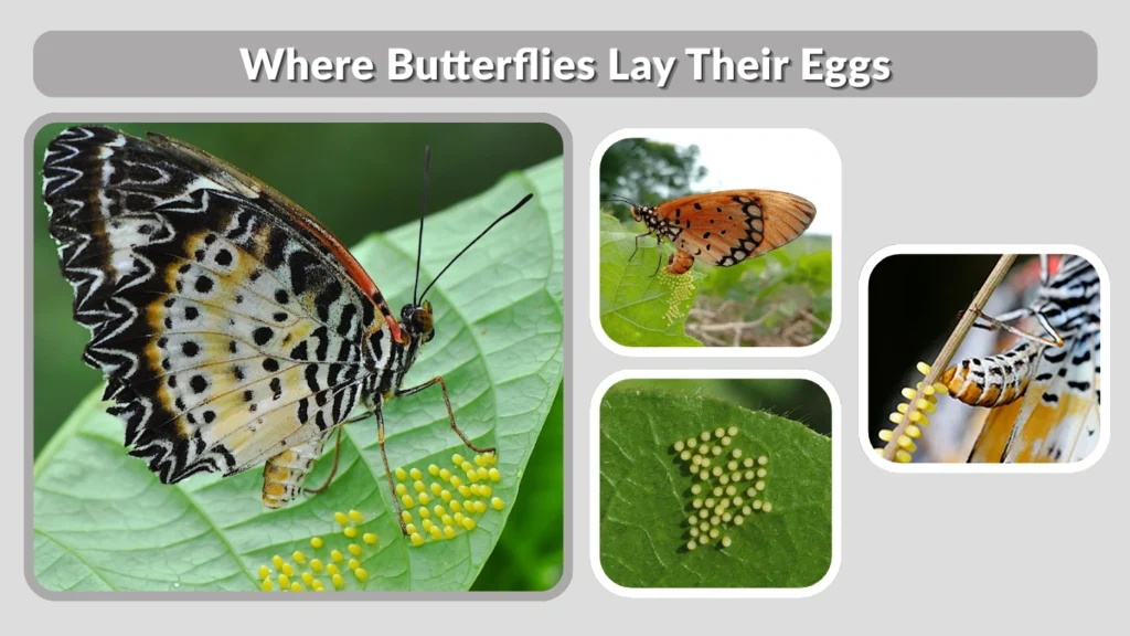 Butterfly Eggs: How Butterflies Lay Eggs, What They Look Like