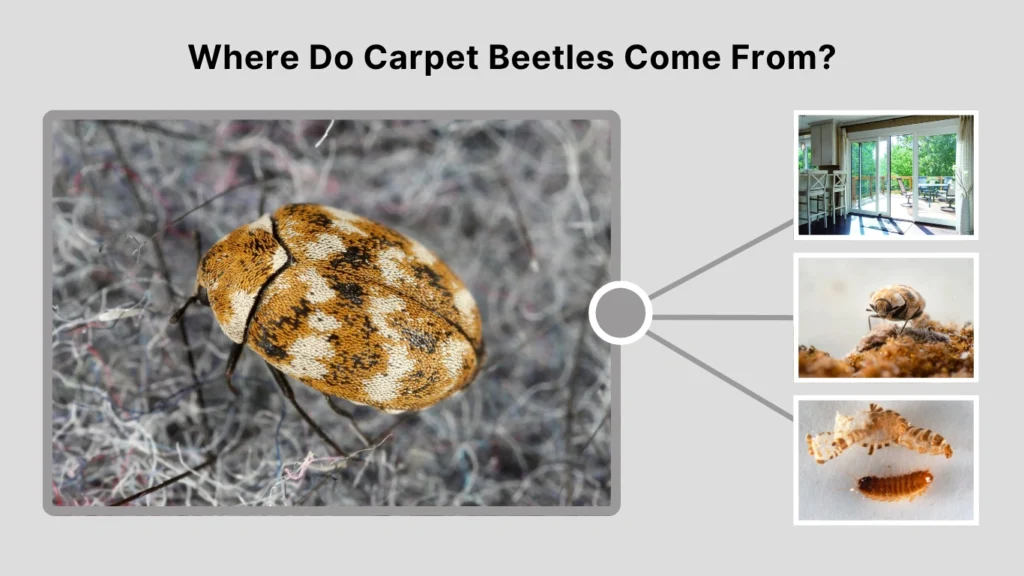 Carpet Beetles: Identification, Damage, and How to Get Rid of Them for Good
