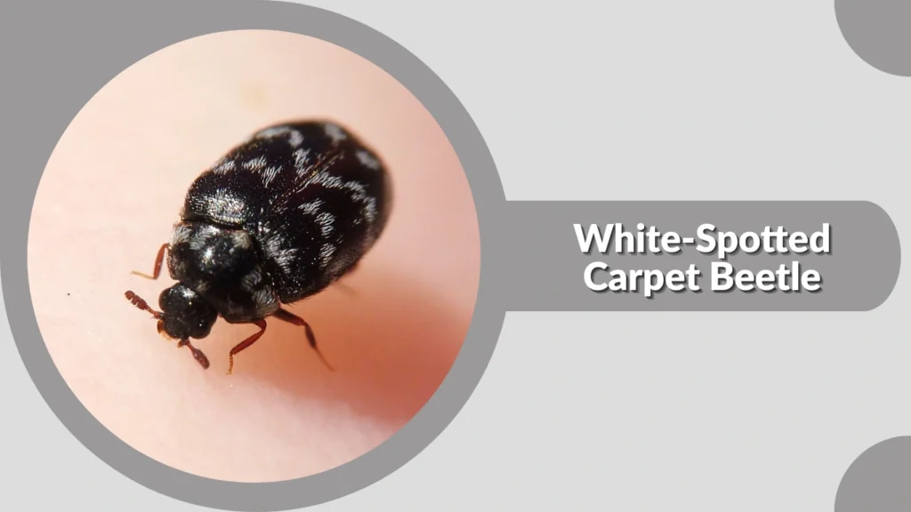 15 Types of Carpet Beetles: Identification, Larvae, Damage & Photos Guide