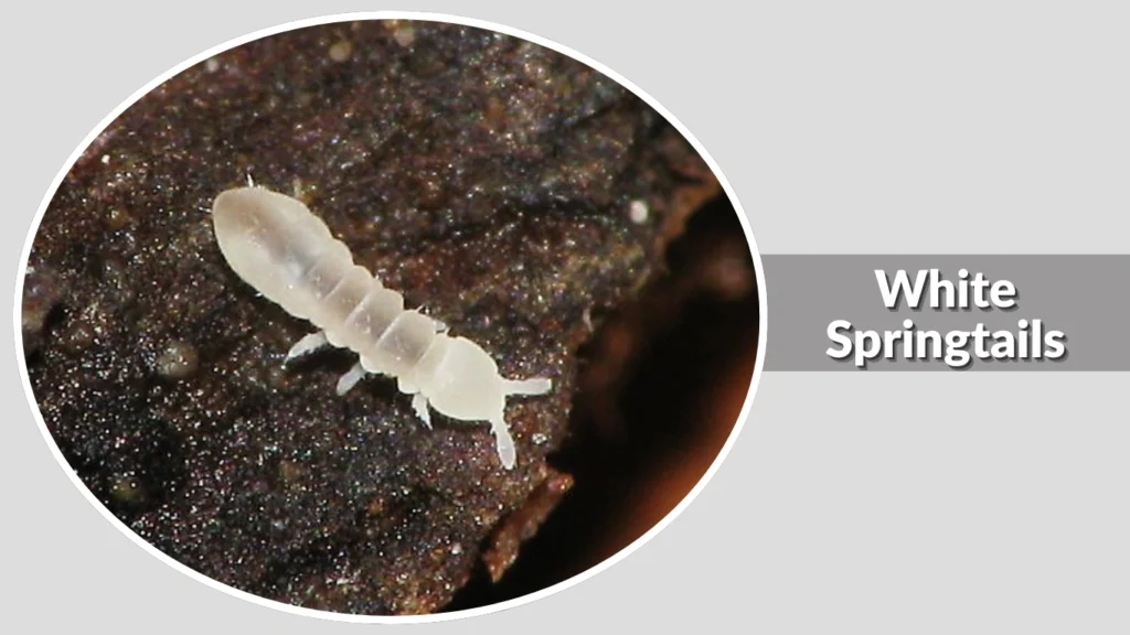 20 Types of Tiny White Household Bugs: Identification & What They ...