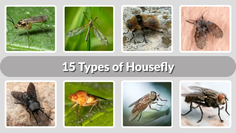 15 Types of Housefly: Identification with Pictures