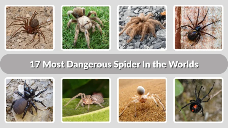 17 Most Dangerous Spider In the Worlds: Identification with Picture