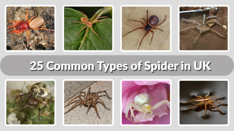 25 Common Types of Spider in UK: Identification with Picture
