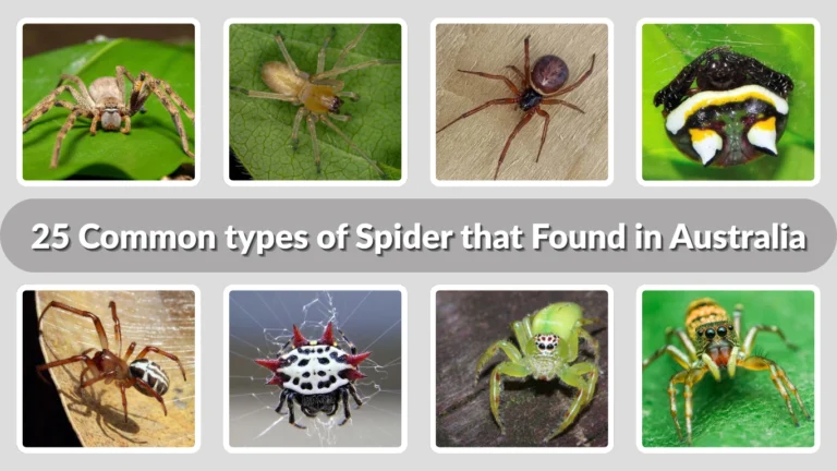 25 Common types of Spider that Found in Australia