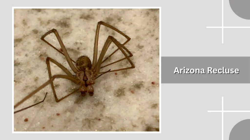 13 Types of Brown Recluse Spider: Identification with Picture