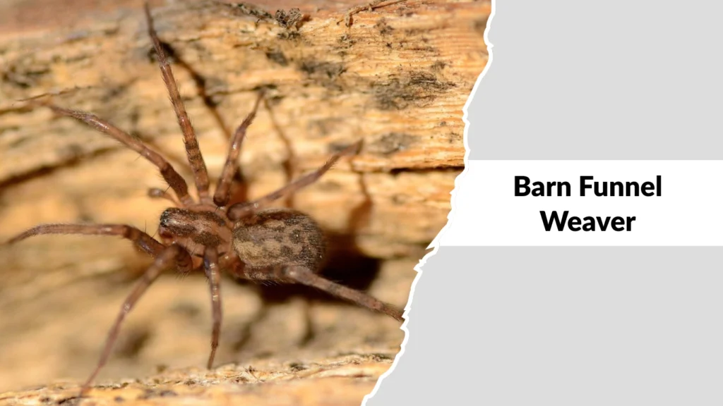 17 Types of Big House Spider: Habitat, Behaviors, ID & Picture