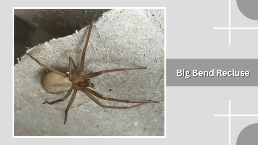 13 Types of Brown Recluse Spider: Identification with Picture