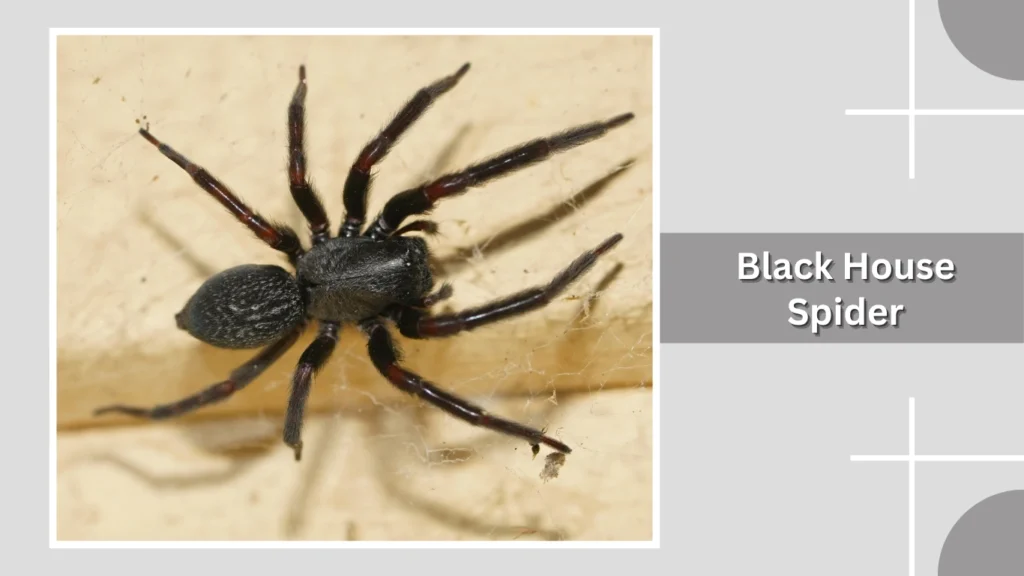 25 Common types of Spider that Found in Australia