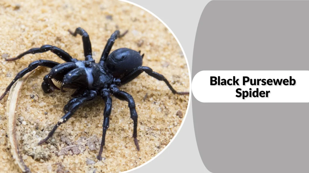 25 Types of Black spider: Habitat, Behaviors, ID & Pictures