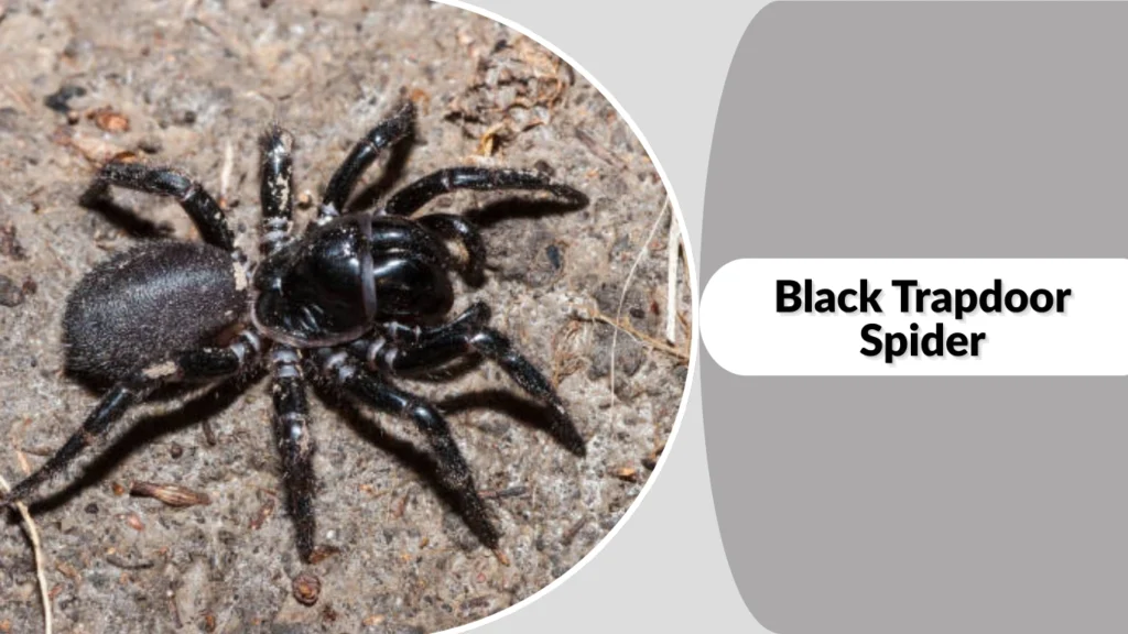 25 Types of Black spider: Habitat, Behaviors, ID & Pictures