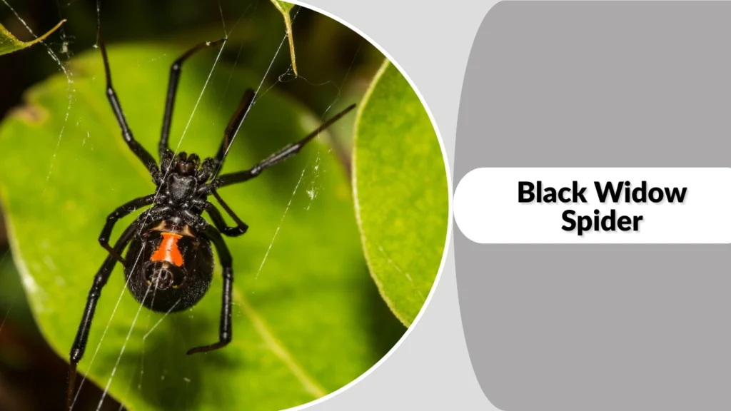 25 Types of Black spider: Habitat, Behaviors, ID & Pictures