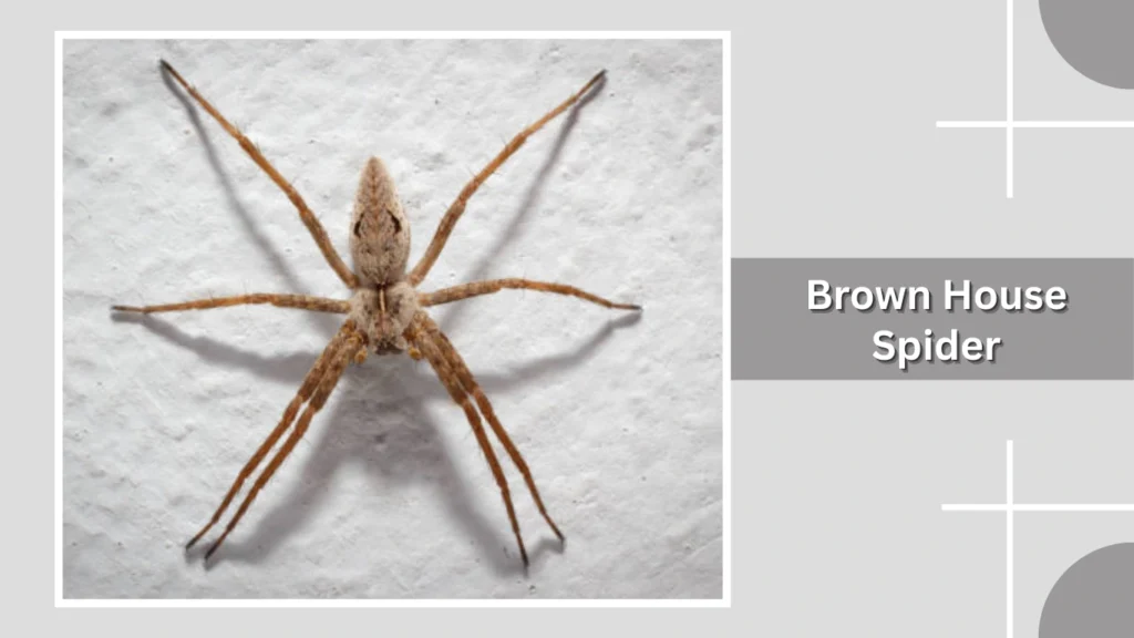 25 Common types of Spider that Found in Australia