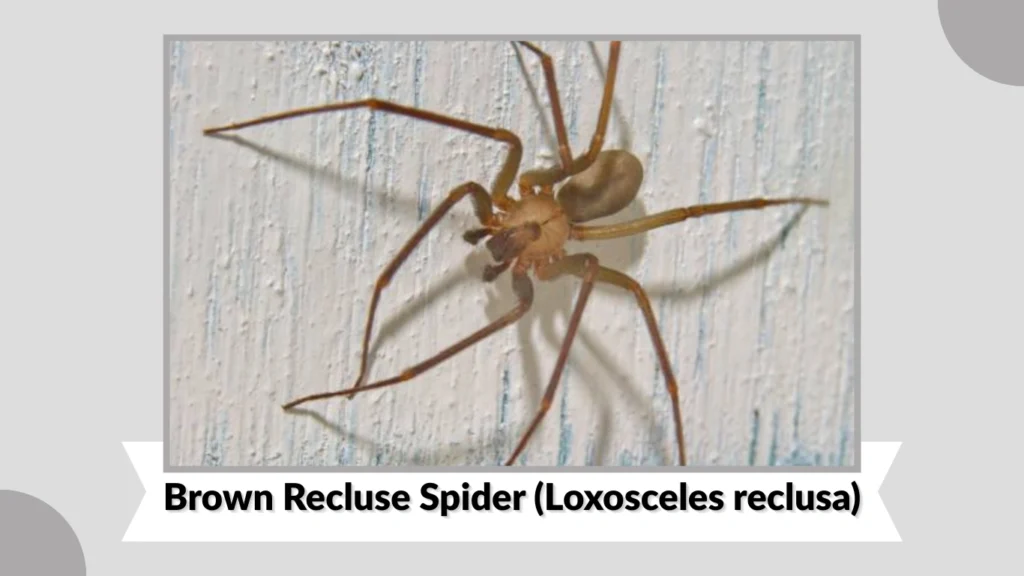 13 Common Types of Spider in Florida: Identification with Picture