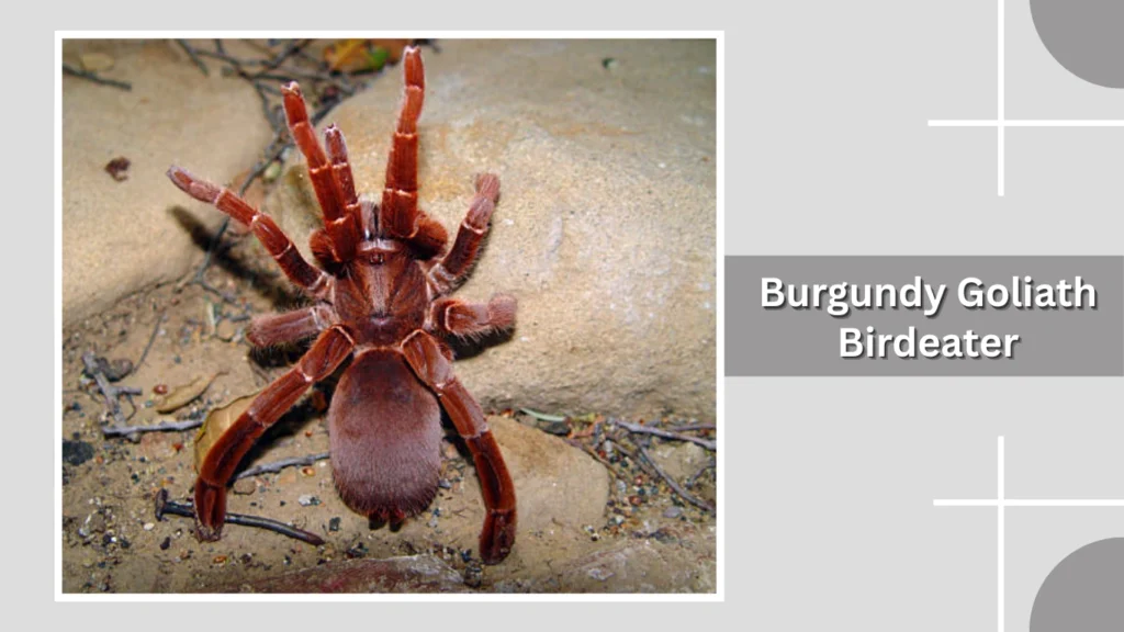 17 Largest Spider In the Worlds: Identification with Picture