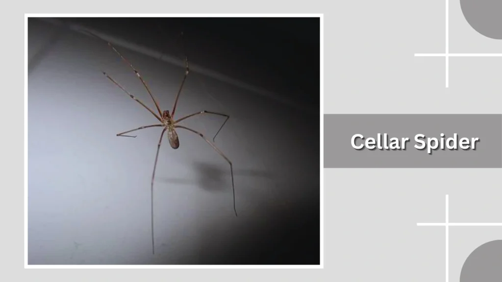 17 Types of Small House Spider: Habitat, Behaviors, ID & Pictures