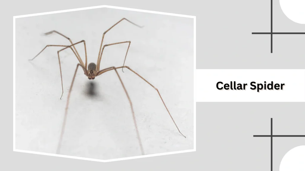 13 Common Types of Long-Legged Spiders You Should Know
