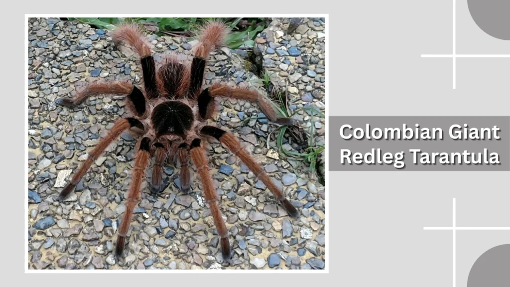 17 Largest Spider In the Worlds: Identification with Picture
