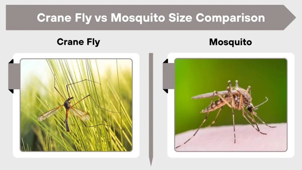 Crane Fly vs Mosquito: Differences, Myths & Facts