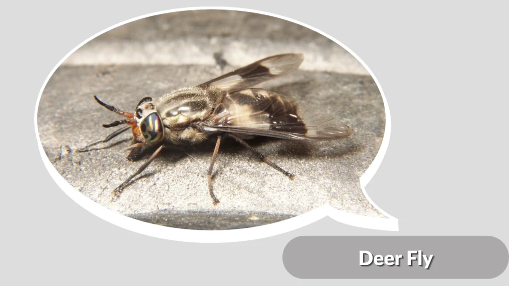 15 Types of Housefly: Identification with Pictures