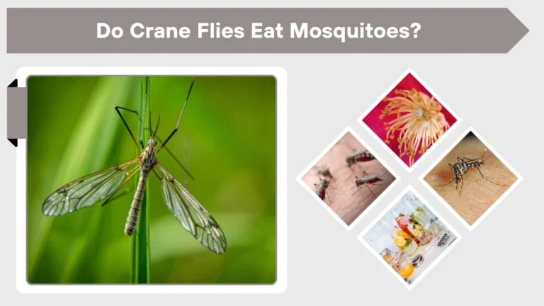 Do Crane Flies Eat Mosquitoes? Myths, Facts & Differences
