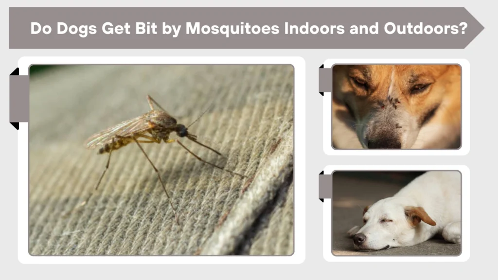 Do Mosquitoes Bite Dogs? Symptoms, Itching & Treatment