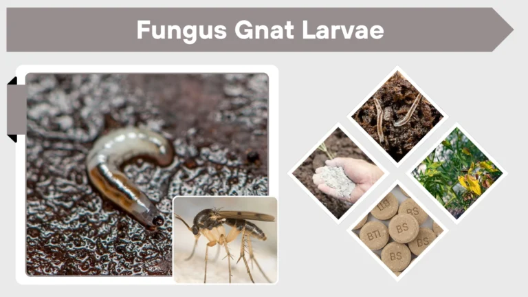 Fungus Gnat Larvae: Identification, Damage, and Early Treatment Guide