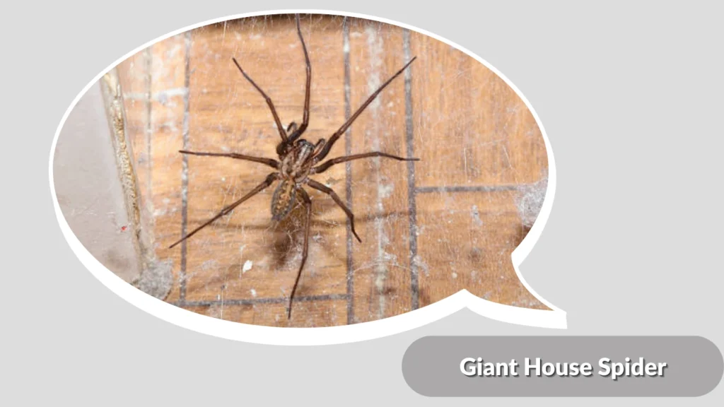 25 Common Types of Spider in UK: Identification with Picture