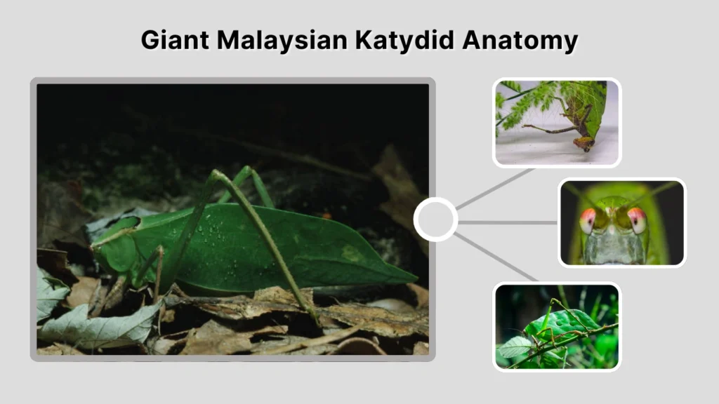 Giant Malaysian Katydid: Size, Diet, Care & Behavior