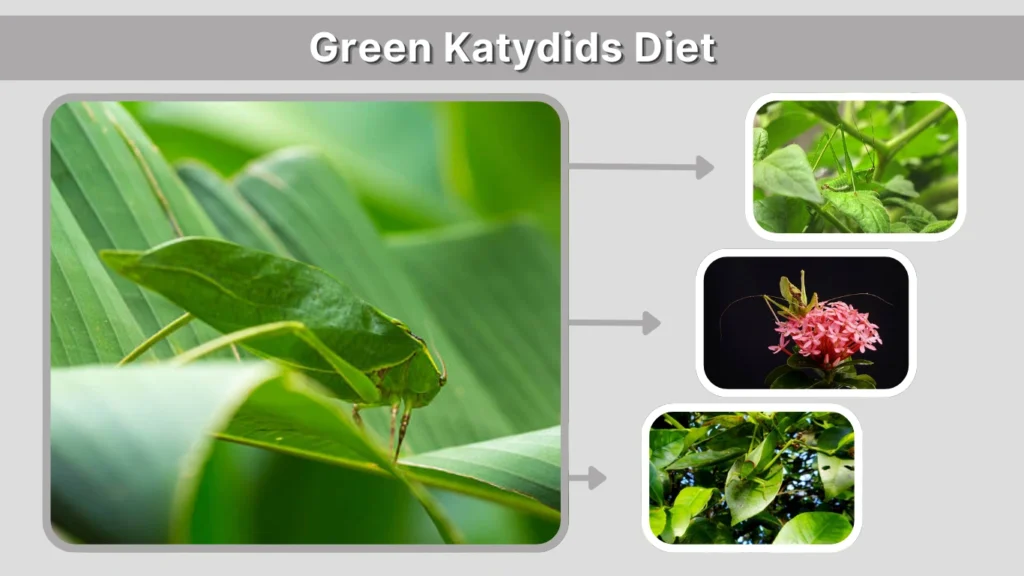 Green Katydids: ID, Facts, Meaning & Look-Alike Insects