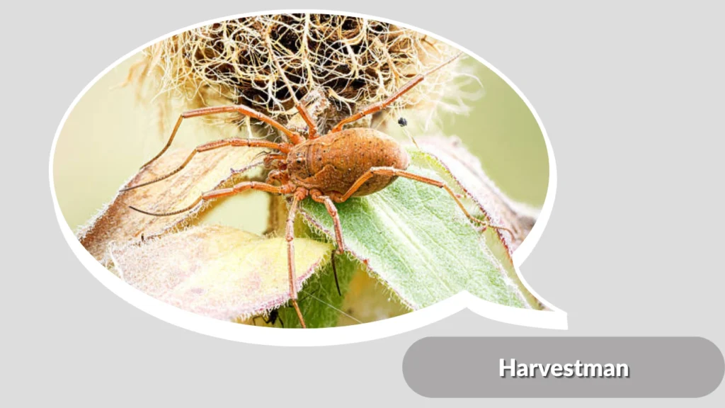 25 Common Types of Spider in UK: Identification with Picture