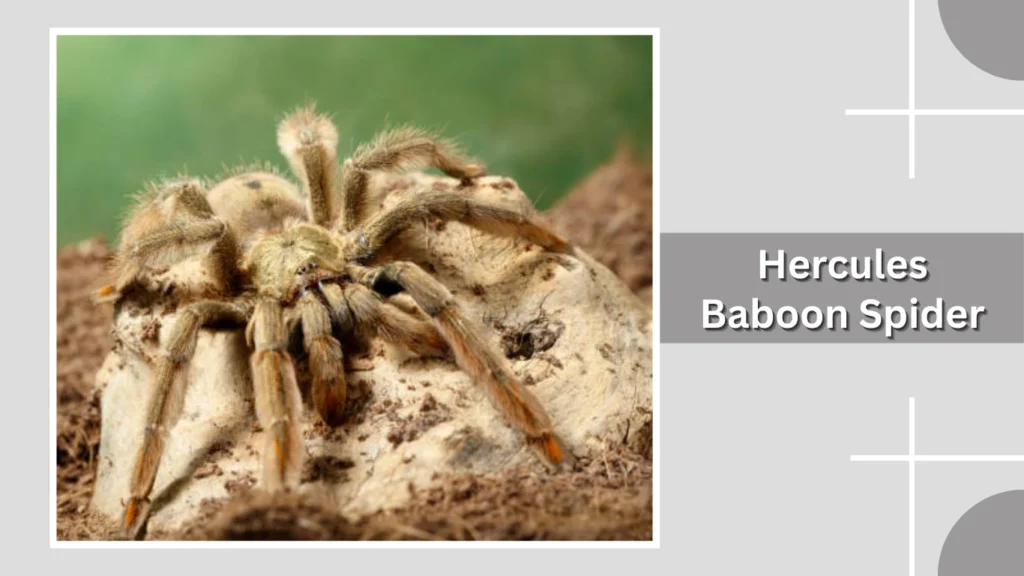 17 Largest Spider In the Worlds: Identification with Picture