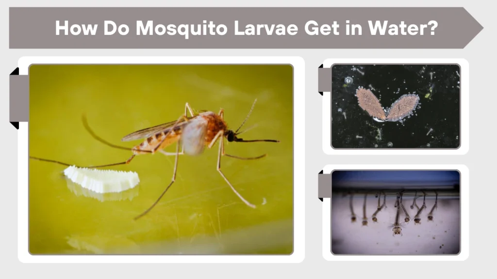 How to Kill Mosquito Larvae in Water Safely & Naturally
