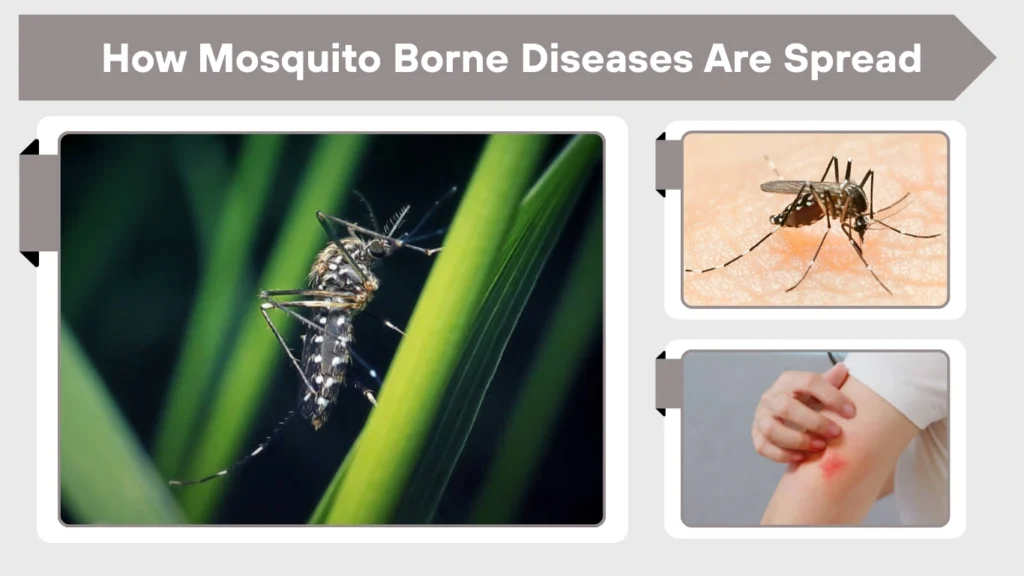 Mosquito Borne Diseases: Types, Symptoms, and Prevention