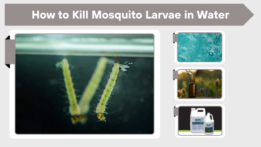 How to Kill Mosquito Larvae in Water Safely & Naturally