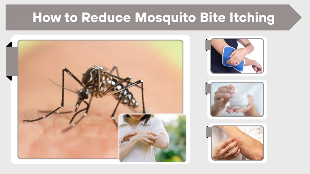 Why does it itch When a Mosquito Bites: A Simple Explanation