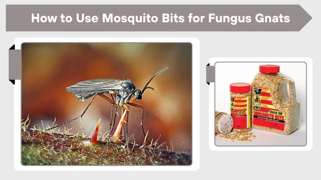 Mosquito Bits for Fungus Gnats: The Complete Guide to Eliminating Gnats ...